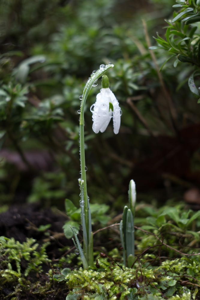 Le perce-neige – Une ancre à l'Ouest